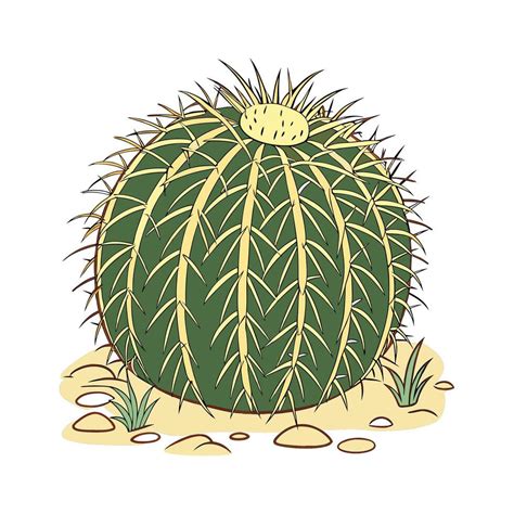 Barrel Cactus Flower Drawing