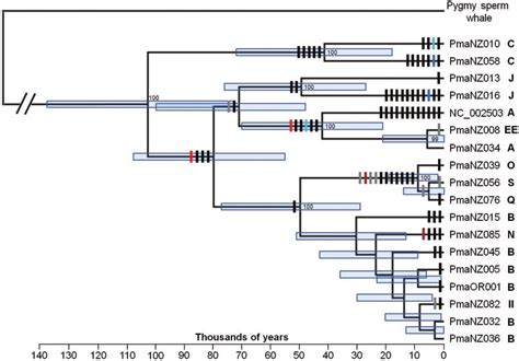 Bayesian Phylogenetic Reconstructions Of The Relationship Between The Download Scientific