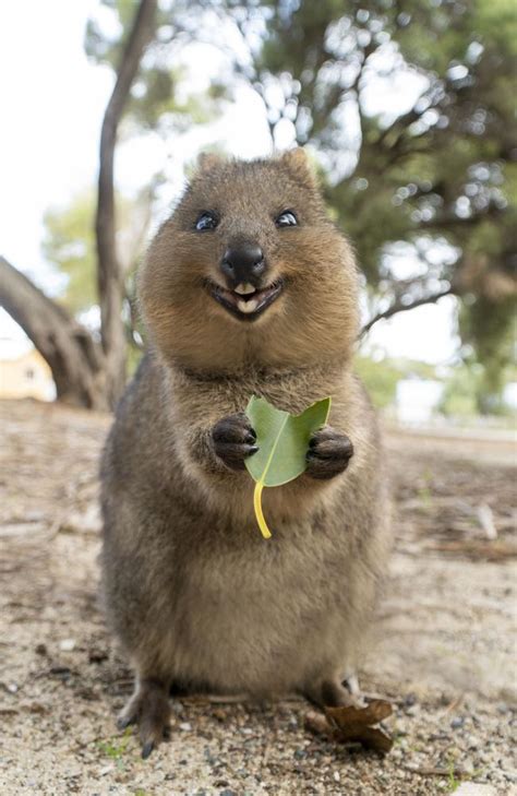 Quokkas On Rottnest Island Photographer Suzana Paravac Gives Tips For Selfies Au
