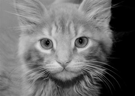 Tallahassee Veterinary Hospital Tallahassee Fl