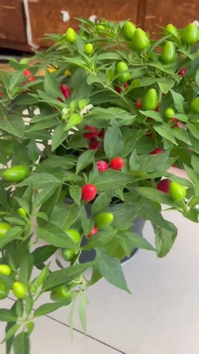 Cây ớt Chưng Tết Youtube