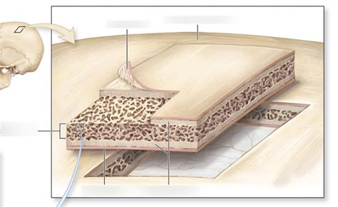 Flat Bone Diagram Diagram Quizlet