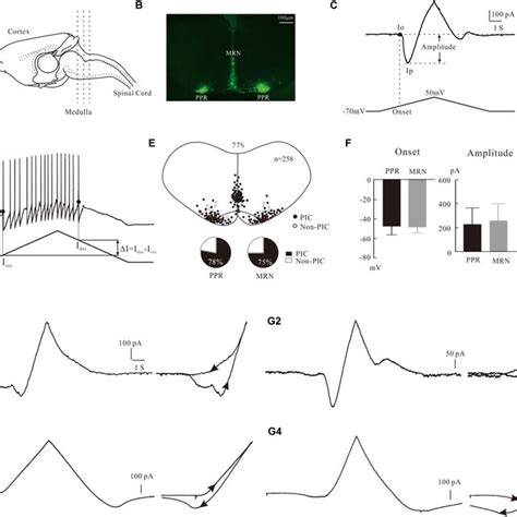 5 Ht Modulation Of Pics A The 5 Ht Modulation Of Pics A1