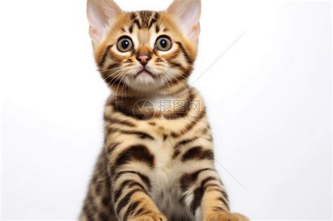 可爱好奇的小猫高清图片下载 正版图片600294735 摄图网