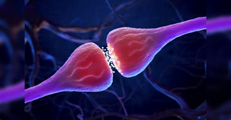 Artificial Neural Networks Learn Better When They Spend Time Not