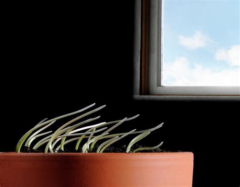 Phototropism In Plants