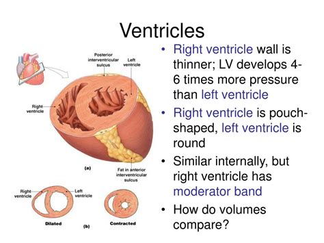 Ppt Chapter 18 Powerpoint Presentation Free Download Id309877