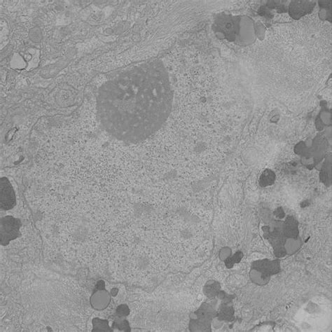 Cil54898 Homo Sapiens Pyramidal Cell Cil Dataset Cil Dataset