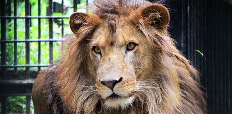 ライオンおびひろ動物園探検隊