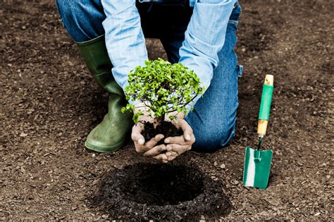 Cómo Plantar Un Árbol Trees To Plant Plants Plant Ts