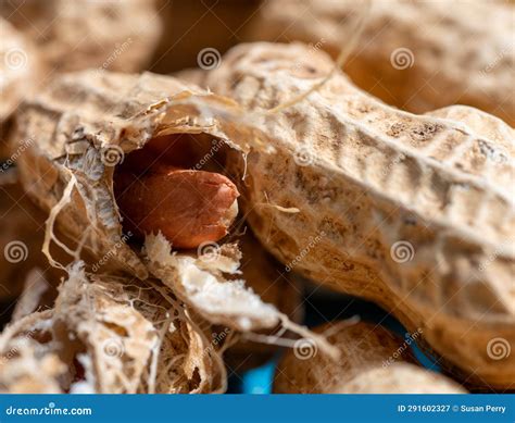 Close Up Of A Peanut In The Shell Stock Image Image Of Close