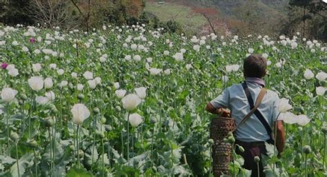 မြန်မာက အာဖဂန်နစ္စတန်ကိုကျော်ဖြတ်ပြီး ကမ္ဘာမှာ ဘိန်းအများဆုံးထုတ်လုပ်တဲ့နိုင်ငံ ဖြစ်လာ