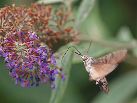 P8088874 John Tomsett Flickr