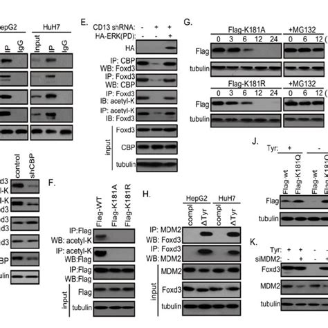 Nuclear Acetyl Coa Derived From Tyr Metabolism Acetylates Foxd3 K181 To Download Scientific