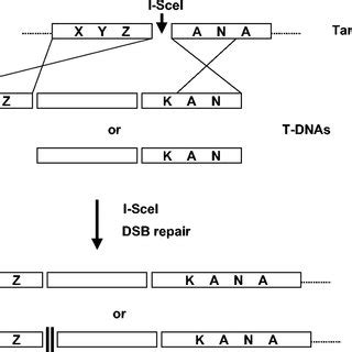 Schematic Diagram Of The Experimental Set Up That Was Used To Download Scientific Diagram