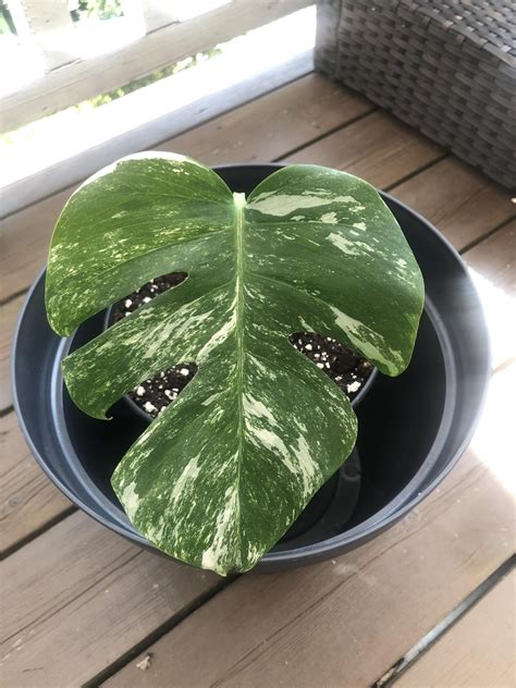 Monstera Identification I Bought This Monstera Leaf From A Private Seller Without Roots It