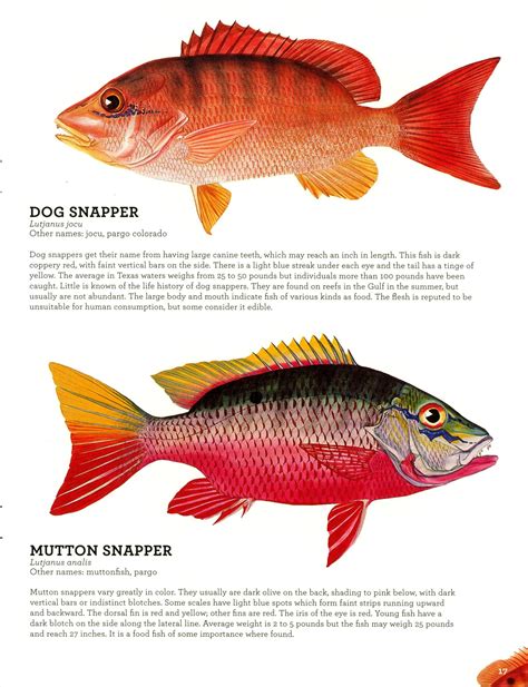 Saltwater Fishes Of Texas A Guide To Knowing And Catching Bay And Gulf