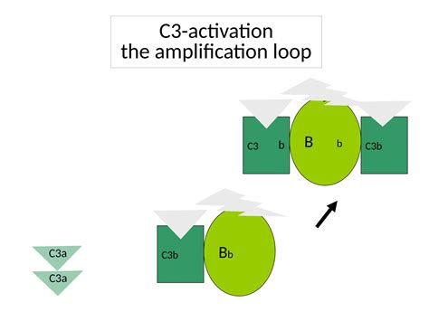 Complement System Activation Of Immune System Ppt