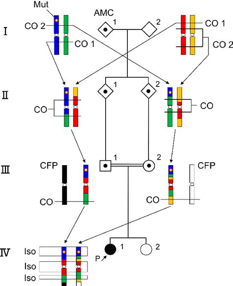 Figure From SNP Array Screening And Long Range PCR Based Targeted Next Generation Sequencing