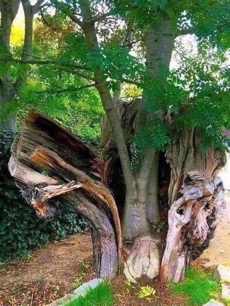 Day 500 Of Healing The “in”curable The Pictures Speaks For Itself What A Beautiful Reminder