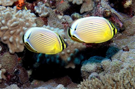 Oval Butterflyfish Facts Diet Habitat And Pictures On Animaliabio