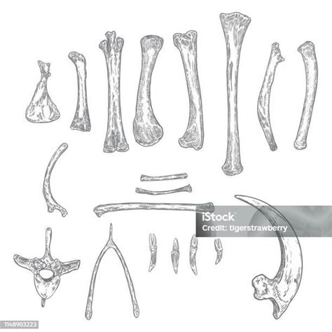 마법의 컬트 위시 본 팔 날개 사지 다리 척추 링 늑 골 발톱 또는 손톱에 대 한 조류 해골 뼈의 집합입니다 손 그리기 마녀 마술 디자인 요소 세트입니다 스케치 흑 마법사