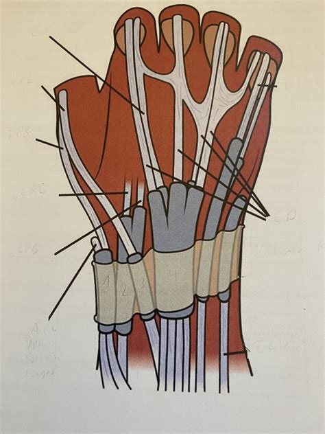 Lab 5 Extensor Compartments Diagram Quizlet