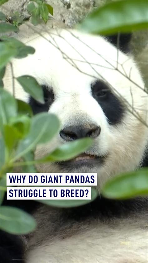 Why Do Pandas Have A Low Reproductive Rate Why Do Pandas Have A Low Reproductive Rate