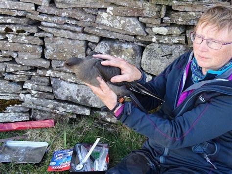 Arctic Skua Migration Stories From The Field Bto