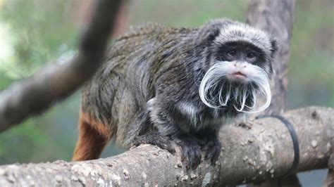 Emperor Tamarin Wallpaper