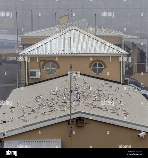 Seagulls Sit On Th Roof Of Old Harbour Buildings In The Victoria