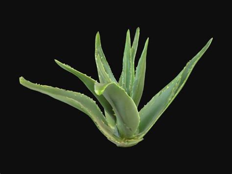 Aloe Delight Download Free 3d Models Generated With Meshy Ai By