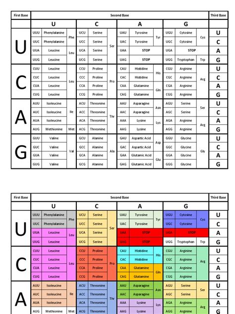 The Genetic Code An Illustrated Table Of The Codons For Amino Acids