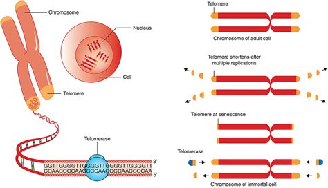 Telomerase Function Frontiers Telomerase Reverse Transcriptase And