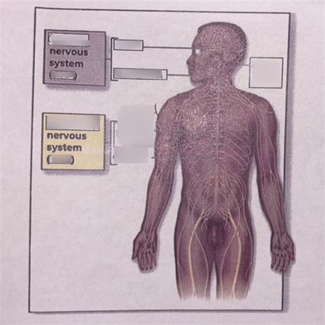 Nervous System Diagram Quizlet