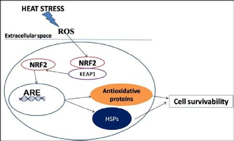 Nrf2 The Common Inducer Of The Antioxidative Enzymes And Molecular Download Scientific Diagram