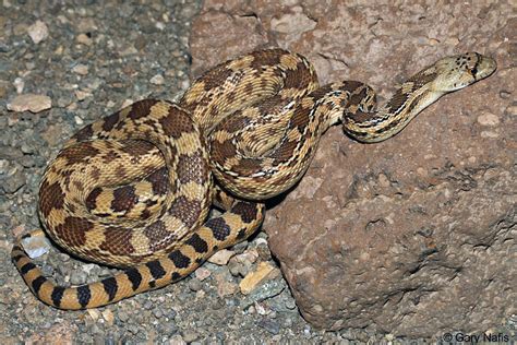 Gophersnakes Found In California Gophersnakes Found In California