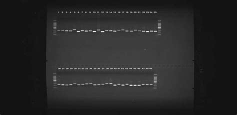 Dendrogram Showing The Clustering Pattern Of Forty Nine Inbreds Of