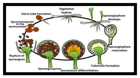 Structure And Reproduction Of Rhizopus Sp Pptx