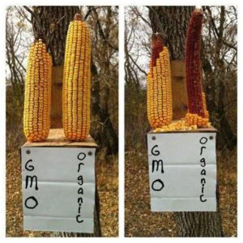 Everyone Can Participate In Biology Fortifieds Gmo Corn Experiment