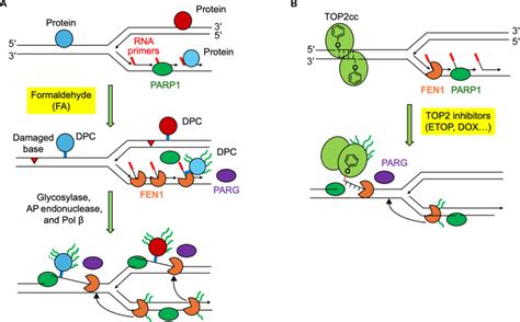 Flap Endonuclease 1 Repairs Dna Protein Cross Links Via Adp