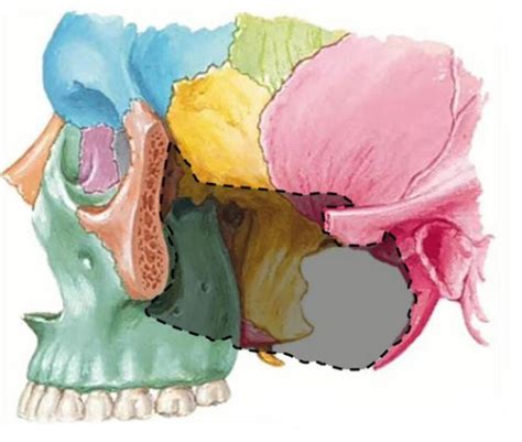 Fosa Infratemporal Ecured