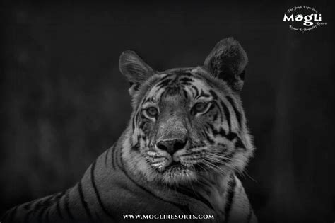 Mohammed Kamaal Uddin On Linkedin Naina At Kanha