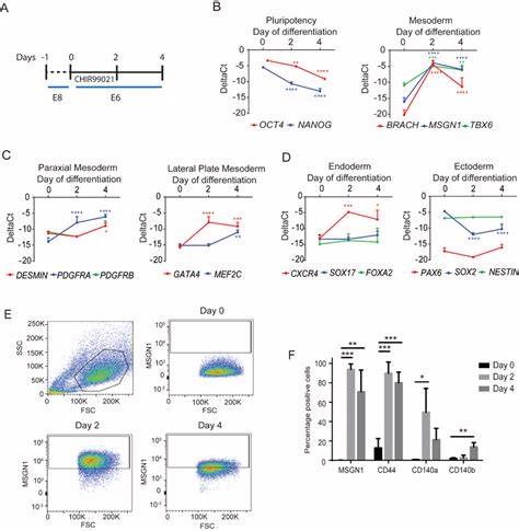 Mesodermal Progenitors Can Be Derived Trough A Chemically Defined