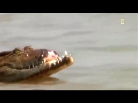 Croc Boss Rips Crocodiles Top Jaw Off National Geographic