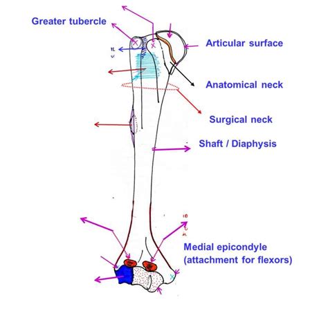 Diagram Of R Humerus Anterior View Quizlet