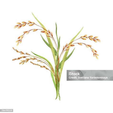 쌀 식물 수채화 그림입니다 농업 농업 작물 수확 아시아 요리 재료 배경에서 고립 된 손으로 그린 그림 영양가 있는 제품 포장 디자인을 위한 클립 아트 National