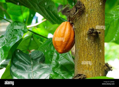Orange Color Raw Cocoa Bean Hanging On Cacao Tree In The Tropical Forest Stock Photo Alamy