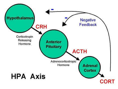 Hypothalamic Pituitary Axis Acth