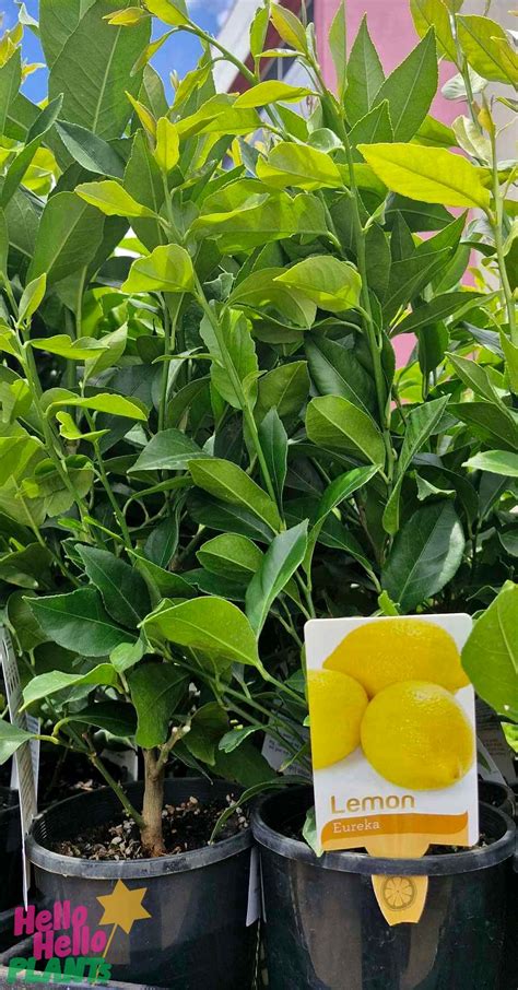 Citrus Eureka Lemon Tree 6 Pot Hello Hello Plants